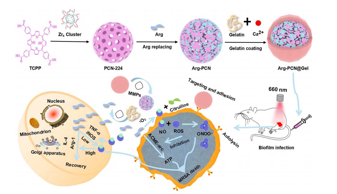 论文分享 | 新发现！一种在MRSA生物被膜的高效精准治疗复合纳米系统 - 联科生物