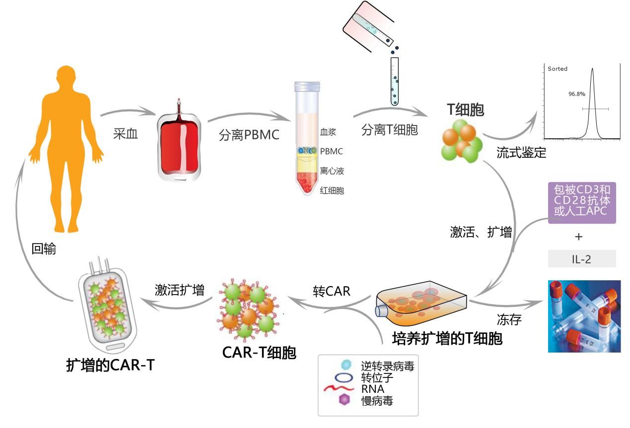 ELISA技术在细胞治疗中的应用ELISA技术在细胞治疗中的应用 - 联科生物
