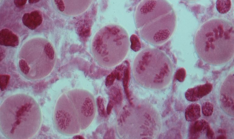 CD4 分子靶点信息 - CD4分子别称 | 人/小鼠/大鼠CD4分子靶点功能 | CD4分子靶点检测 | CD4分子最新资讯