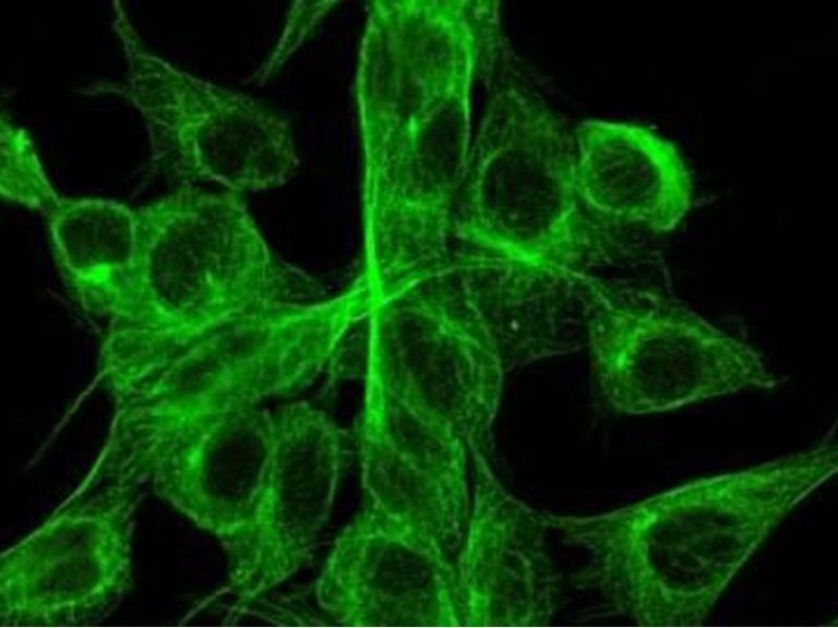 Anti-Mouse CD16/CD32 (2.4G2)，Purified 流式抗体 (新品) - 联科生物