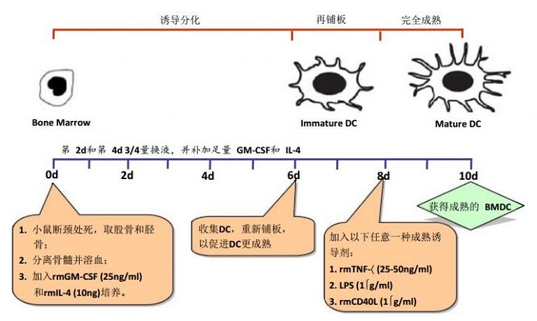 小鼠骨髓来源树突状细胞(BMDC)制备方法简图 - 联科生物
