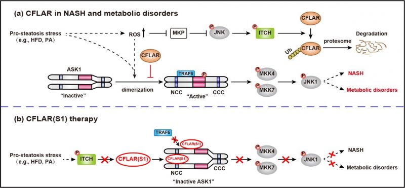科学新发现：调控非酒精性脂肪肝分子 - 联科生物