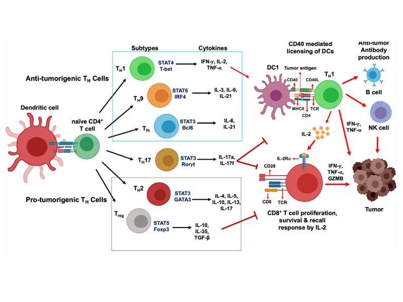 CD4 分子靶点信息 - CD4分子别称 | 人/小鼠/大鼠CD4分子靶点功能 | CD4分子靶点检测 | CD4分子最新资讯
