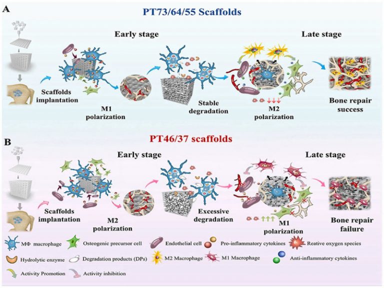 PI、7-AAD和DAPI的区别 - 联科生物