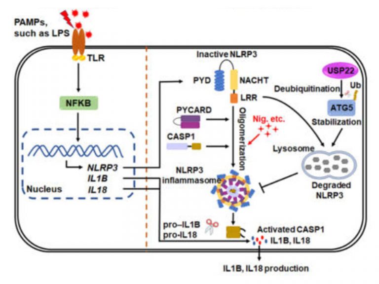 LncRNA调控机制及研究策略 - 联科生物