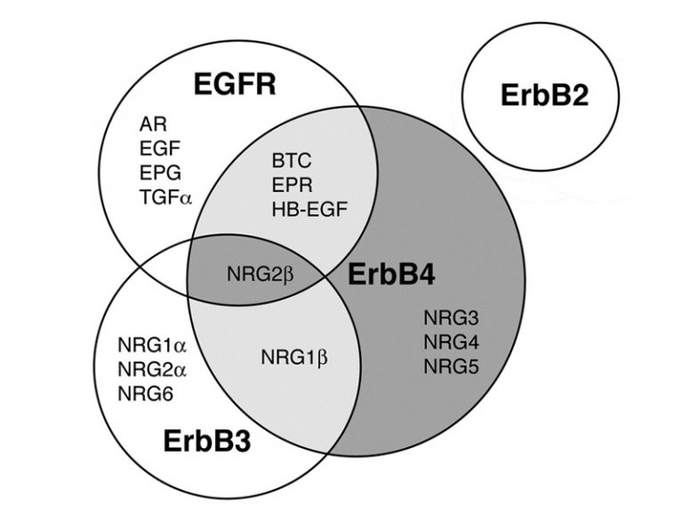 EGFR 分子靶点信息 - EGFR分子别称 | 人/小鼠/大鼠EGFR分子靶点功能 | EGFR分子靶点检测 | EGFR分子最新资讯