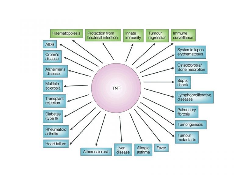 ELISA系列丨肿瘤坏死因子TNF配体及受体超家族成员 - 联科生物