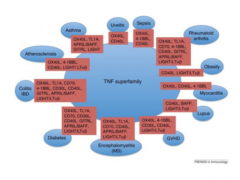 辅助性T细胞 带你了解Th1细胞功能及其表面标记