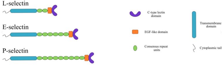 ELISA系列 丨Selectin家族 - 联科生物