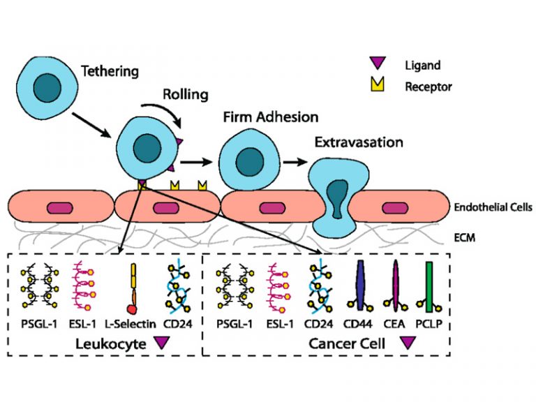 ELISA 通关必备 - 联科生物
