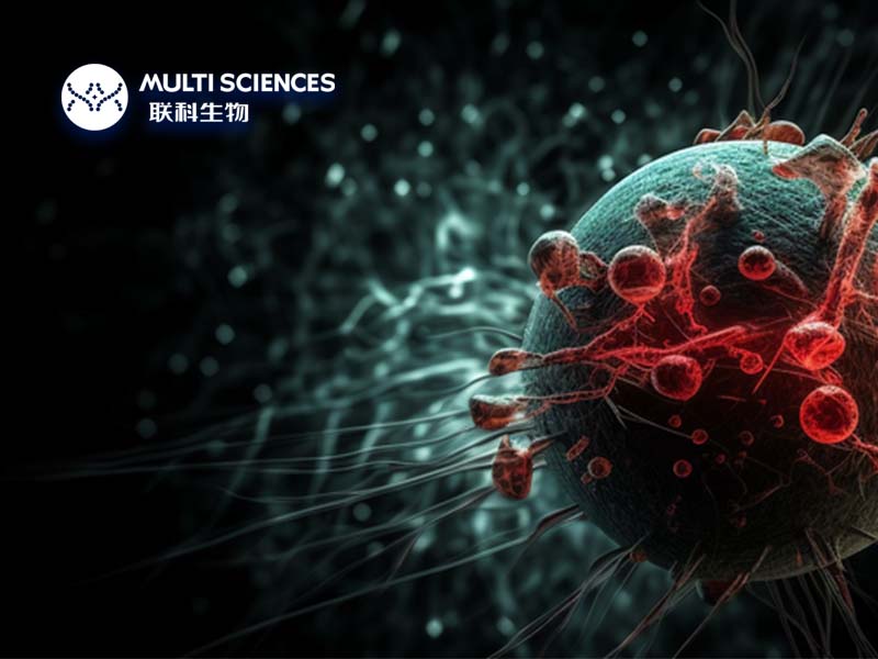 Anti-Mouse CD16/CD32, Purified (Clone:2.4G2)功能抗体 - 联科生物