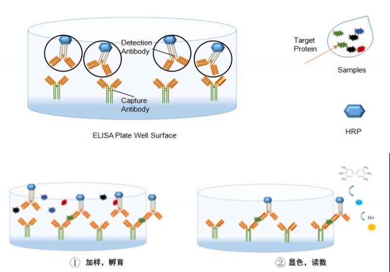 EasyGo!™ Mouse TNF-α One-Step ELISA Kit 检测试剂盒（酶联免疫吸附法） - 联科生物