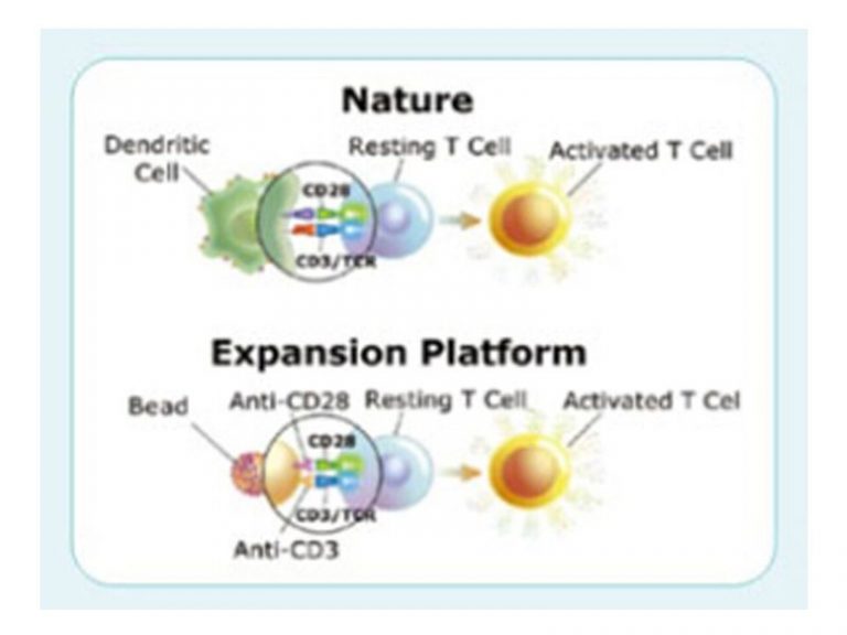 PI、7-AAD和DAPI的区别 - 联科生物