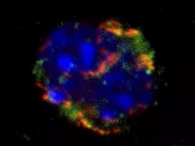 质粒DNA质量如何评估才可靠？ - 联科生物