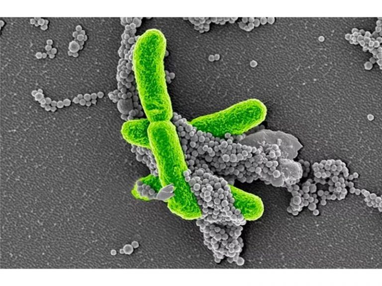 PeproTech TGF-β1/β2/β3 产品介绍 - 联科生物