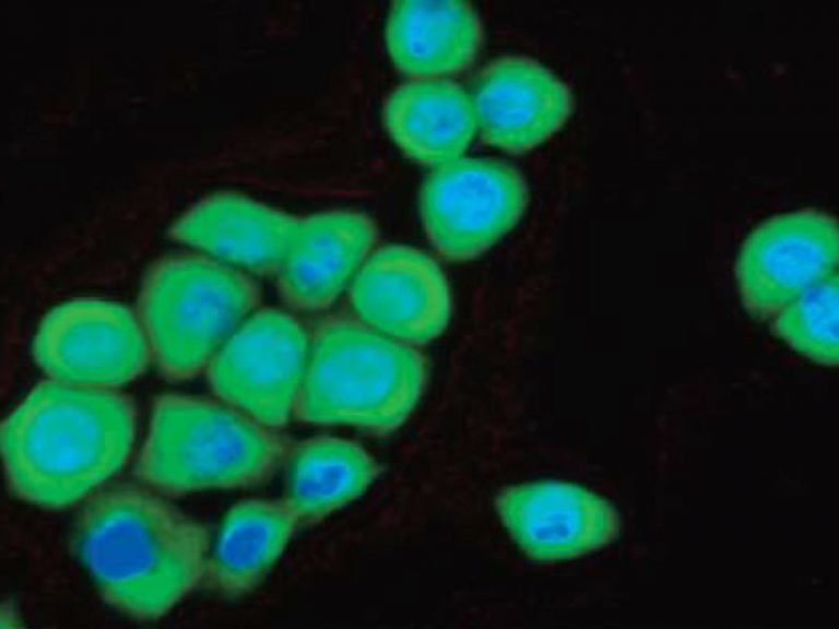 干细胞解离的首选利器：Accutase 酶 - 联科生物
