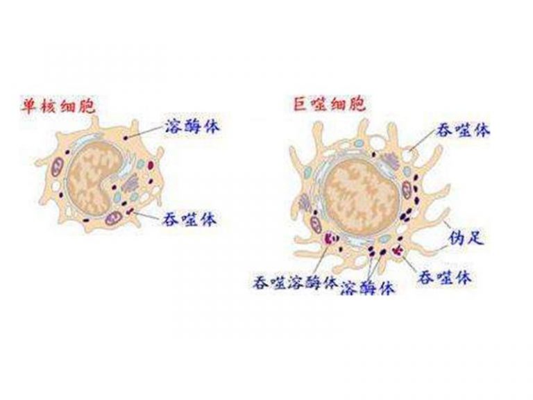PI、7-AAD和DAPI的区别 - 联科生物