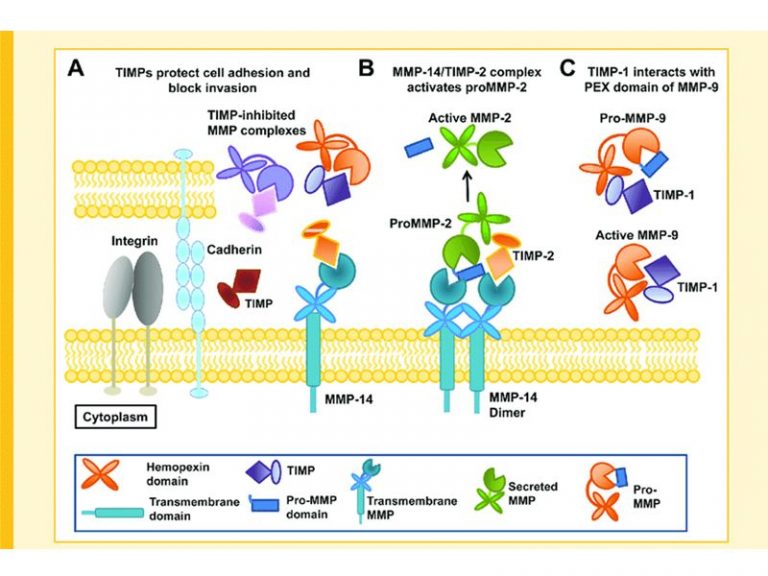 PeproTech TGF-β1/β2/β3 产品介绍 - 联科生物