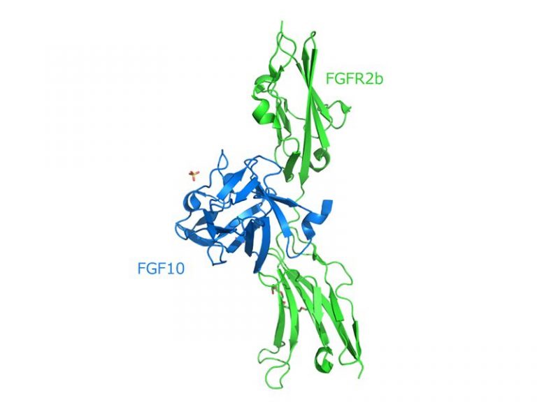 小鼠骨髓来源树突状细胞(BMDC)的培养注意事项 - 联科生物