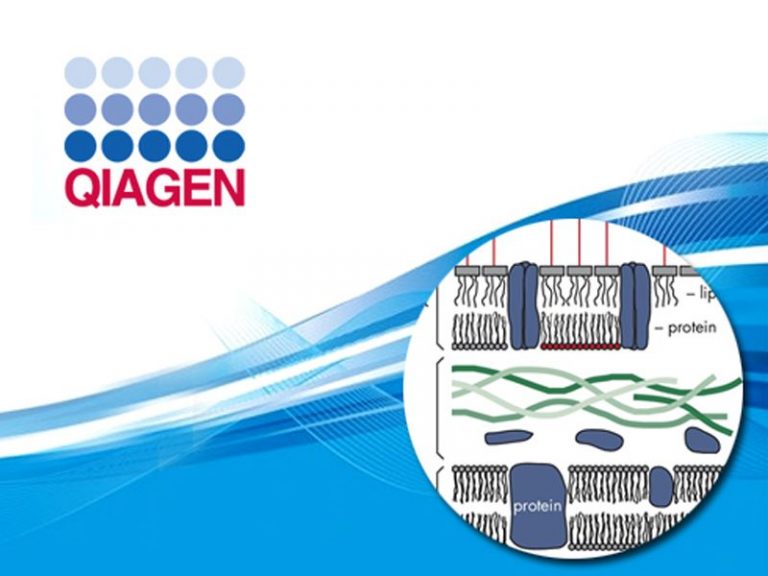 小鼠骨髓来源树突状细胞(BMDC)的培养注意事项 - 联科生物