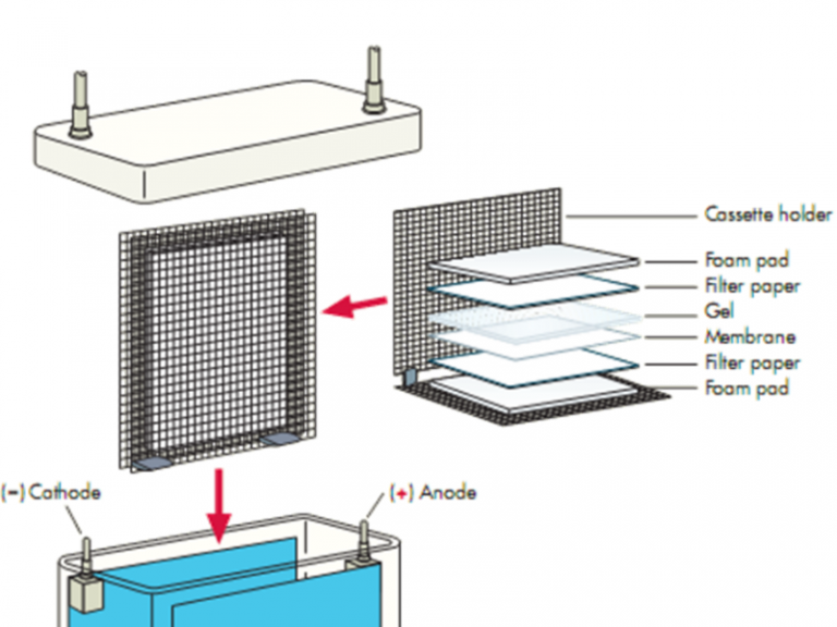 MerTK-巨噬细胞的界定标准 - 联科生物