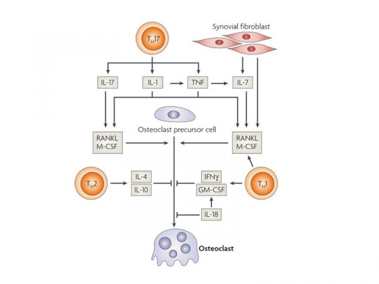 MerTK-巨噬细胞的界定标准 - 联科生物