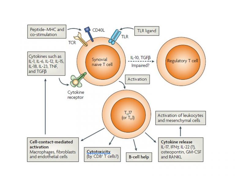 CD3抗原不同克隆号的特点 - 联科生物